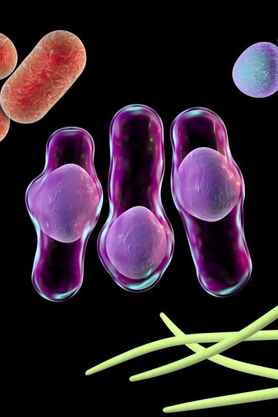Assembly Line Making Sense Of Metagenomics Through Mags Earlham Institute